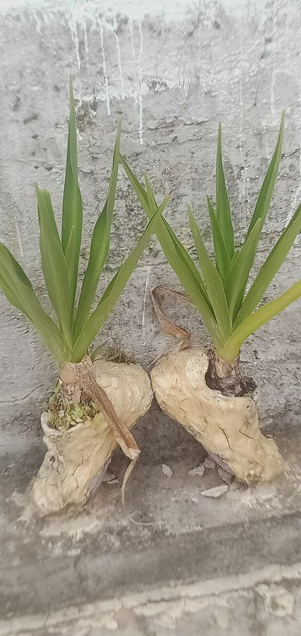 Shoe Fossils Stock Photos - Free & Royalty-Free Stock Photos from ...