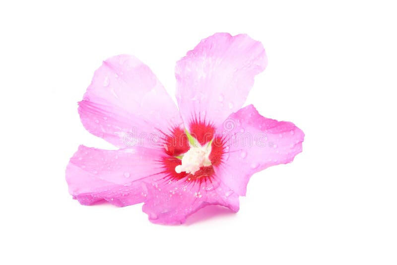 Anchan Tea Flower Isolated on White Background Stock Photo - Image of ...