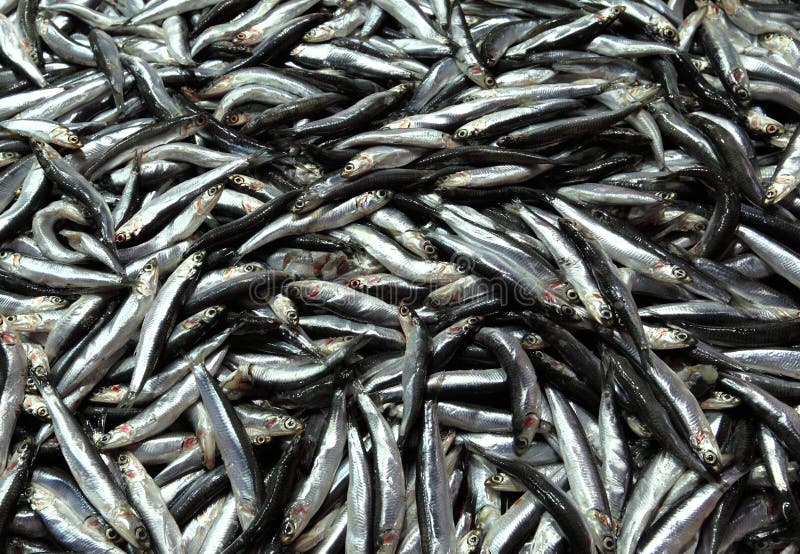 Anchois image stock. Image du poissons, trame, poissonnier - 22283349