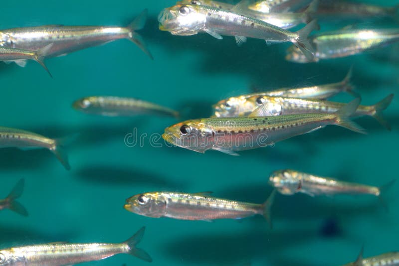 Anchois Et Requin Japonais Au Japon Photo stock - Image du requin, tête ...