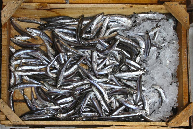 Anchova foto de stock. Imagem de caixa, mercado, alimento - 39414162