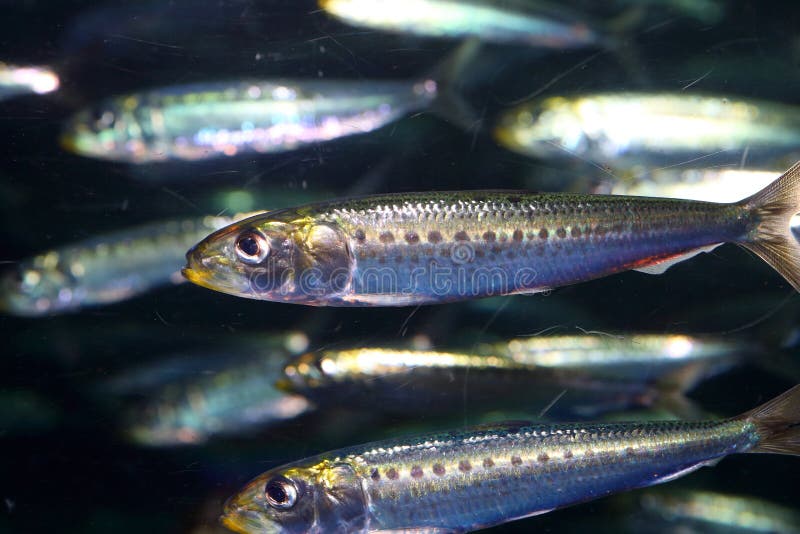 Anchova japonesa imagem de stock. Imagem de anchova, peixes - 55872683