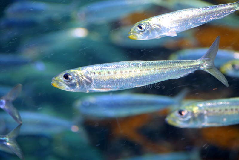 Anchova japonesa imagem de stock. Imagem de anchova, peixes - 55872683