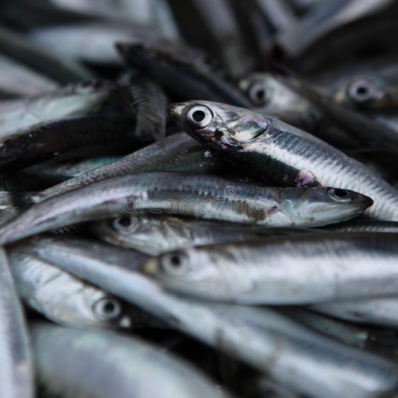 Anchova fresca imagem de stock. Imagem de fresco, calorie - 10901783