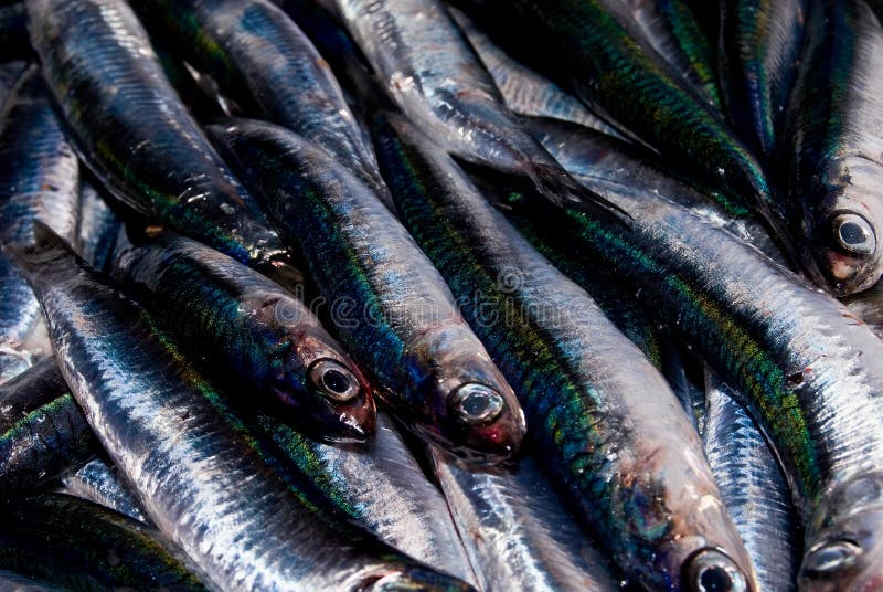 1,566 Anchovies Silver Stock Photos - Free & Royalty-Free Stock Photos ...