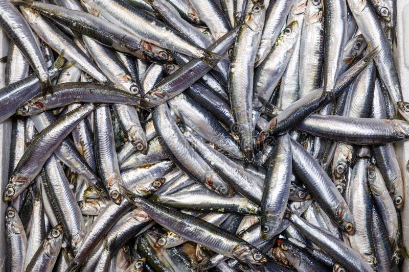 Anchovies, Fresh Fish at the Fish Market Stock Photo - Image of ...