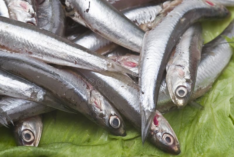 Anchovies to be sold. stock image. Image of atlantic - 18202815