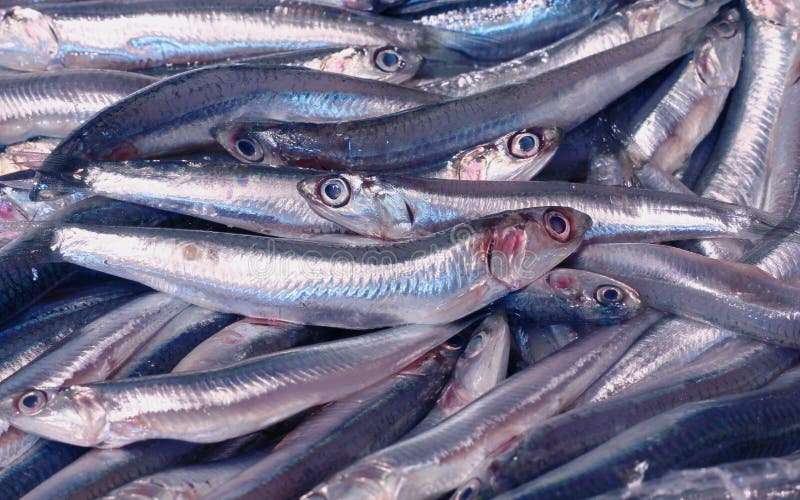 Anchovy stock image. Image of close, macro, nutrition - 12390875