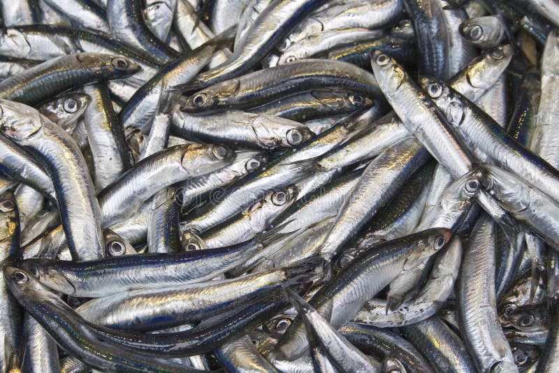 Anchovy Fish stock image. Image of bountiful, gang, istanbul - 55482445