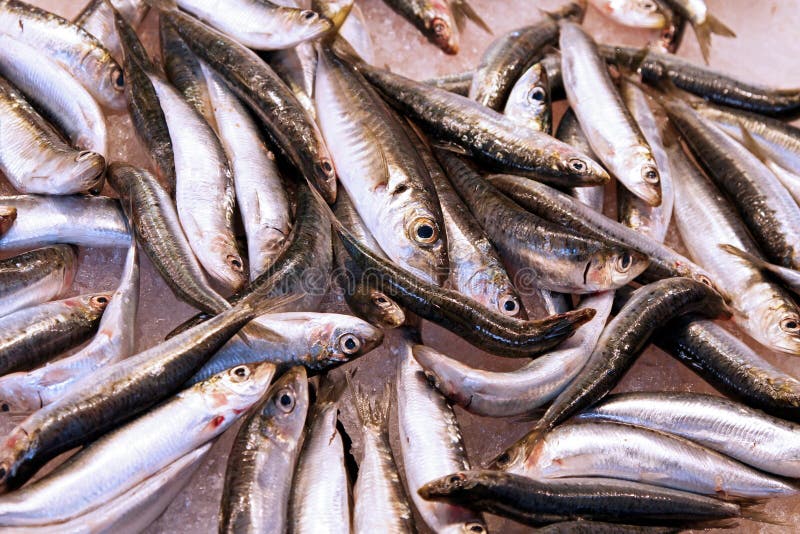Anchovy stock photo. Image of food, fishes, herring, anchovy - 27304824