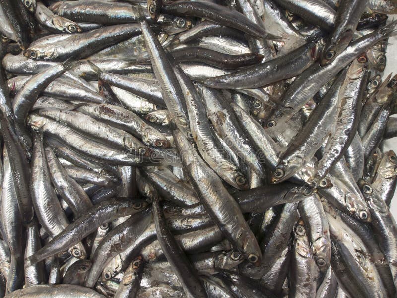 Anchovy stock image. Image of large, animals, drink, color - 38444309