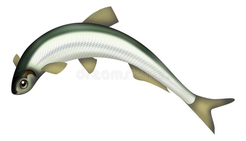 Anchovy stock illustration. Illustration of fish, fishing - 9092158