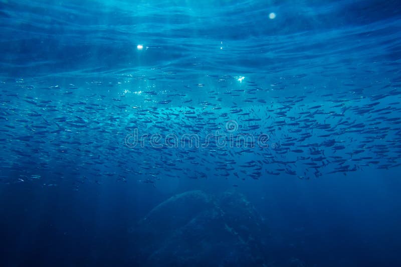 Anchovy in a deep blue sea stock photo. Image of background - 86226580