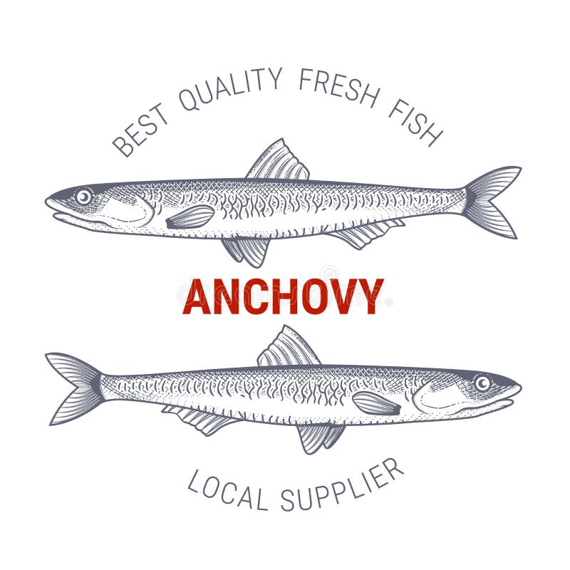 Anchovy Nature Stock Illustrations – 1,317 Anchovy Nature Stock ...