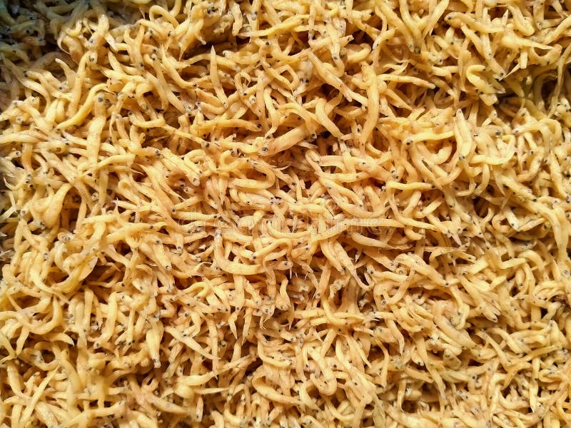 Anchovy Fish Ikan Teri stock photo. Image of anchovy - 205801910