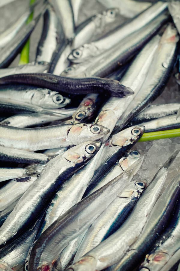 Anchovy in a fish market stock image. Image of animals - 24130515