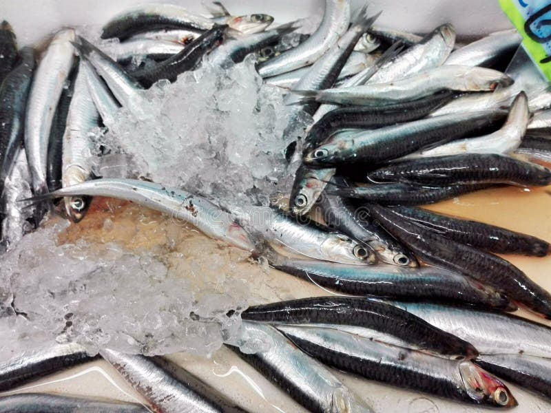 Sardine Seiner Boats Stock Photos - Free & Royalty-Free Stock Photos ...