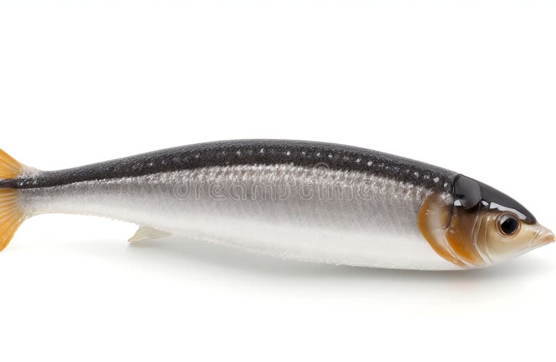 Anchovy Isolated on Transparent Background Stock Illustration ...