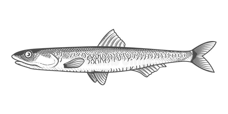 Anchovy Hand Drawn Vector Illustration. Abstract Fish Sketch. Engraving ...