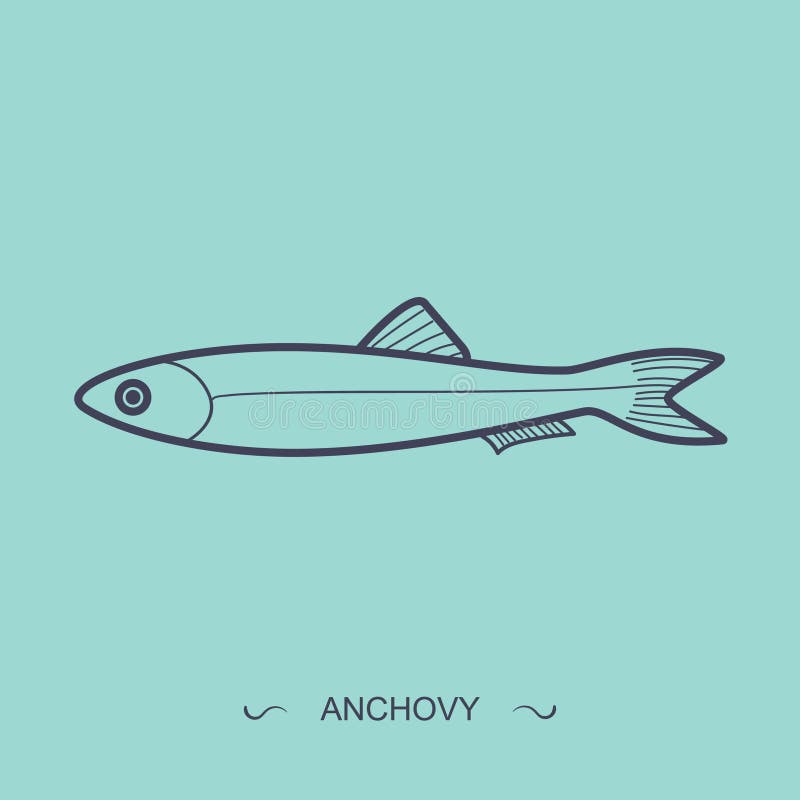 Anchovy Stock Illustrations – 1,711 Anchovy Stock Illustrations ...