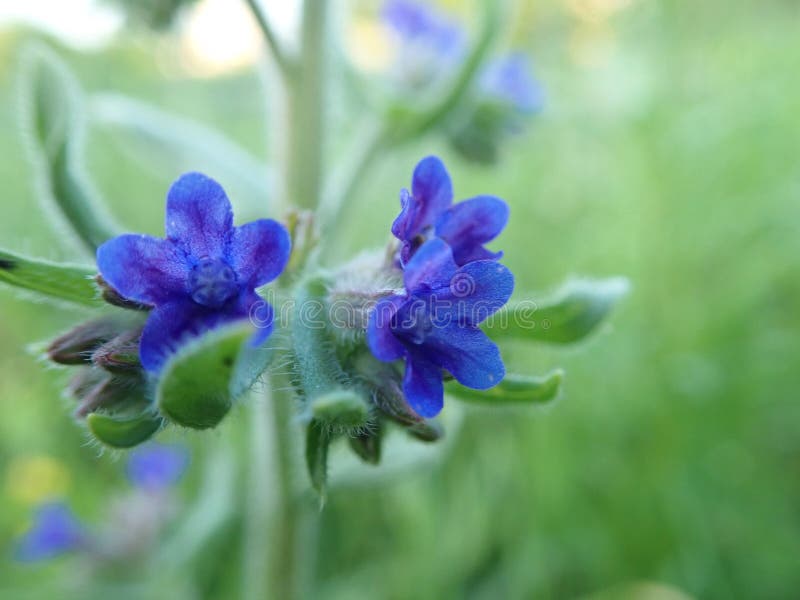 Anchusa Arvensis Small Bugloss Stock Image - Image of polny, purple ...
