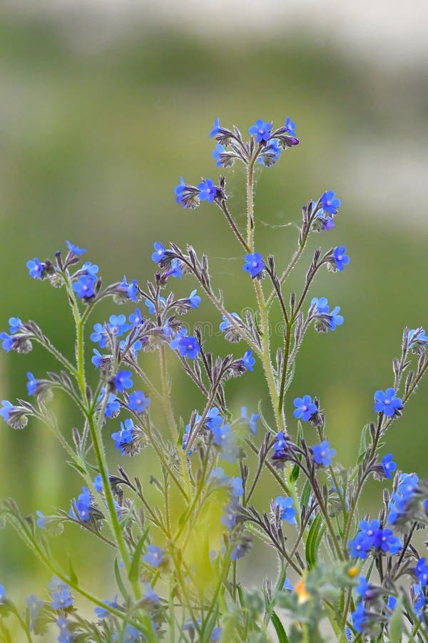 Anchusa Azurea Wild Plant Shot Spring Stock Photos - Free & Royalty ...