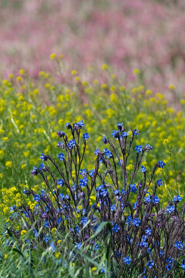 Anchusa Azurea - Wild Plant Shot in the Spring Stock Photo - Image of ...