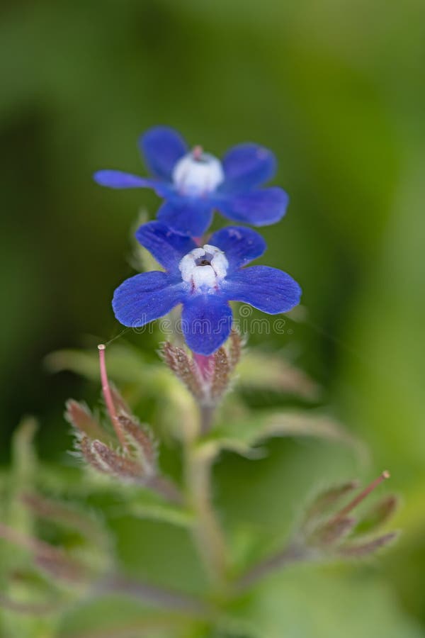 Anchusa Azurea - Wild Plant Shot in the Spring Stock Photo - Image of ...
