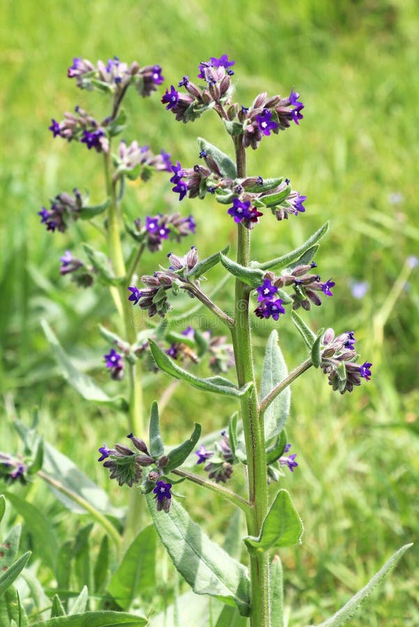 Anchusa blooms in nature stock image. Image of closeup - 318251767