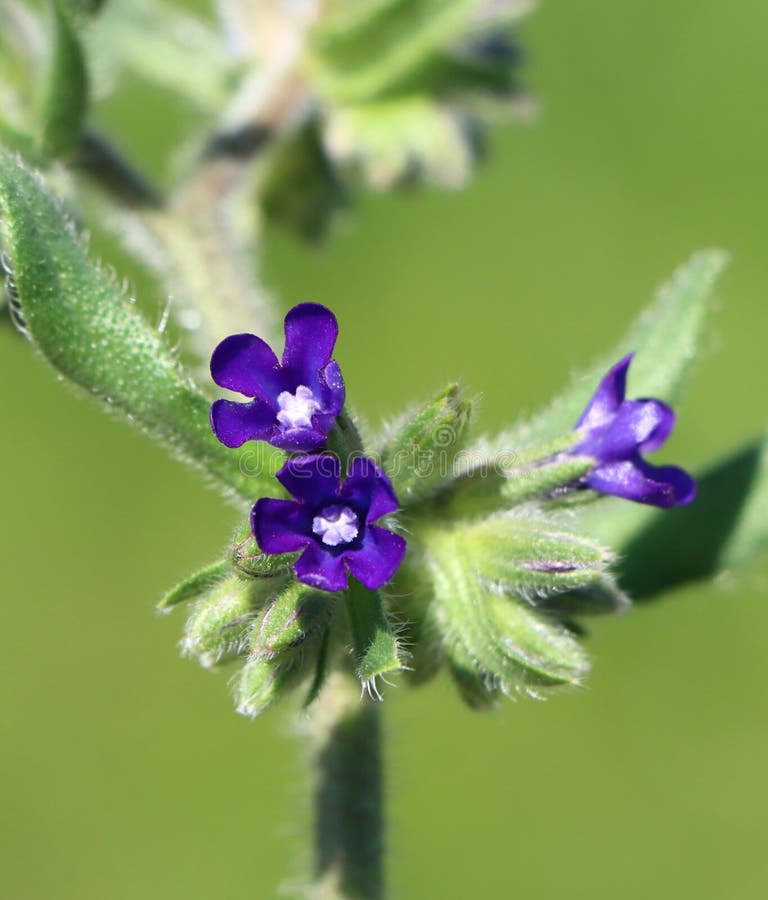Anchusa Officinalis (common Bugloss) Stock Photo - Image of rosmarin ...