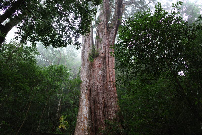 Ancient, Aged, Beautiful Old Tree Standing in Forest. Stock Photo ...
