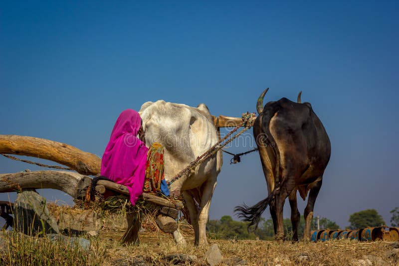 Ancient Agriculture stock image. Image of bull, agriculture - 80429593
