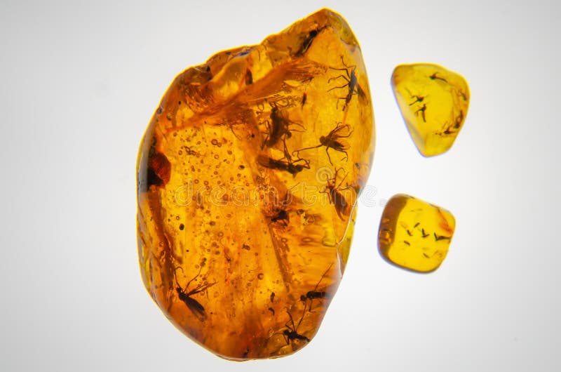 Ancient Amber with Insects Inside Stock Image - Image of baltic ...