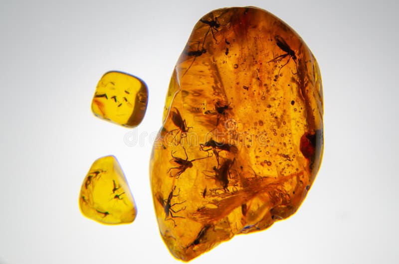 Ancient Amber with Insects Inside Stock Photo - Image of texture, space ...