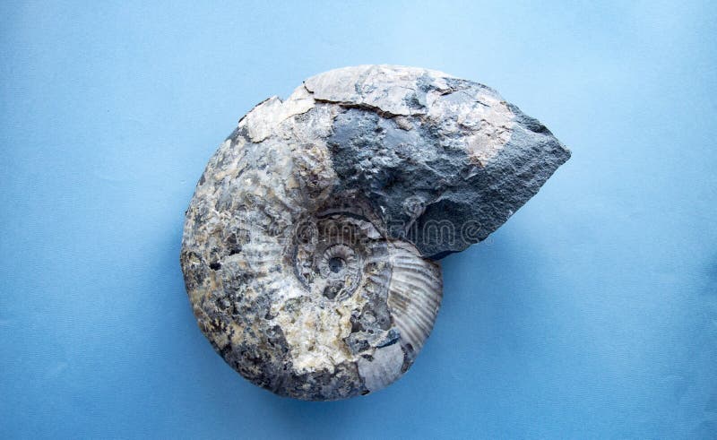 Ancient Ammonite on a Blue Background Stock Photo - Image of background ...