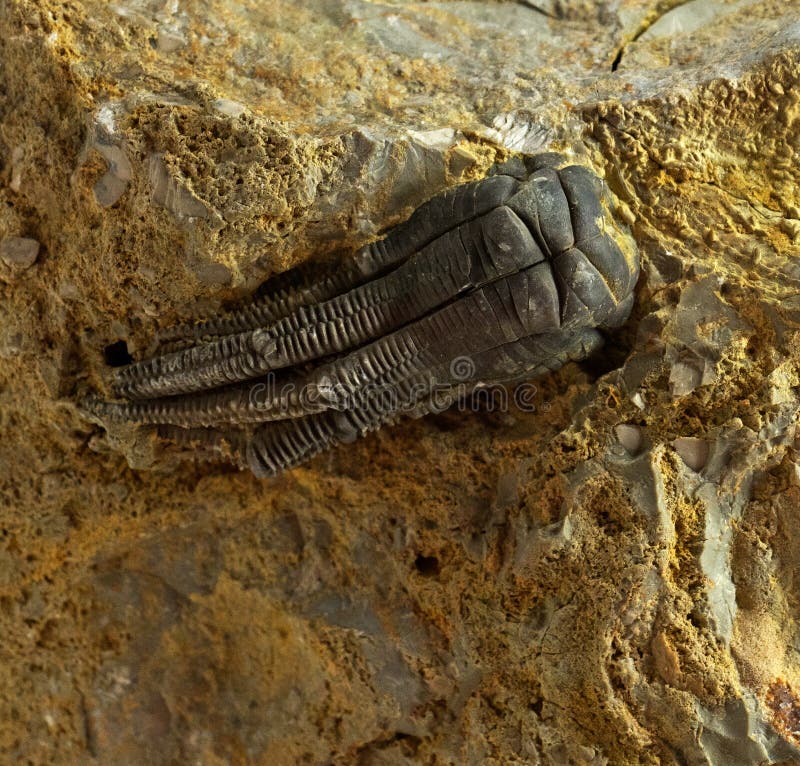 Ancient Animals Fossils in the Rock Stock Photo - Image of geological ...