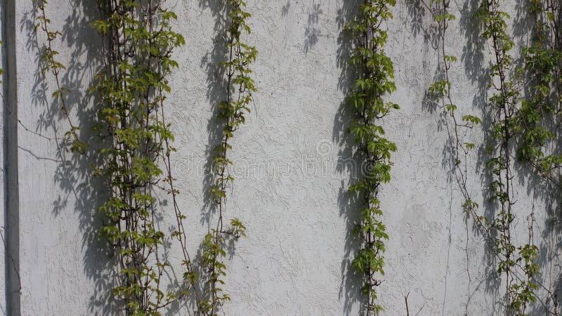 The Ancient Architecture of the City, the Stone Wall is Covered with ...