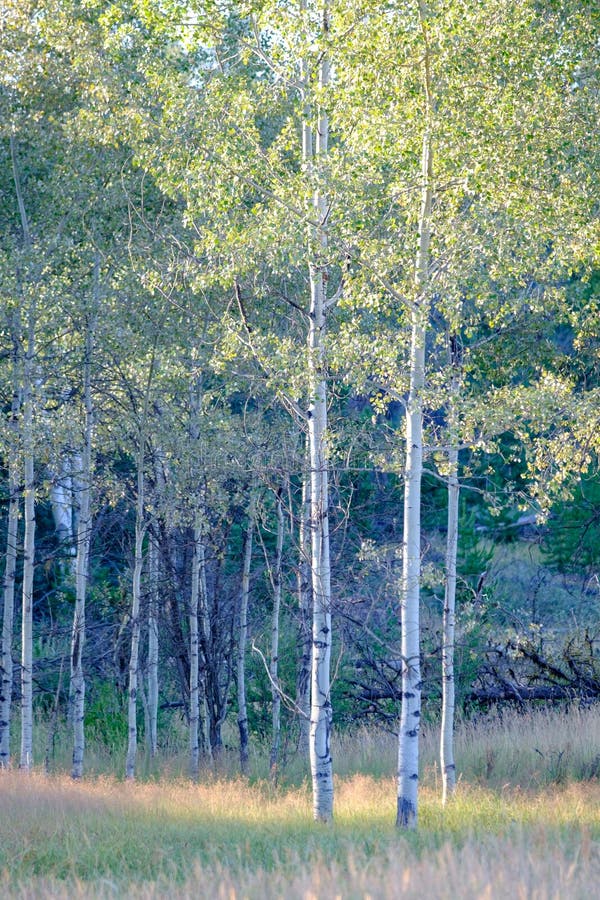 Ancient Aspen Trees in the Sunlight Stock Photo - Image of tree, white ...