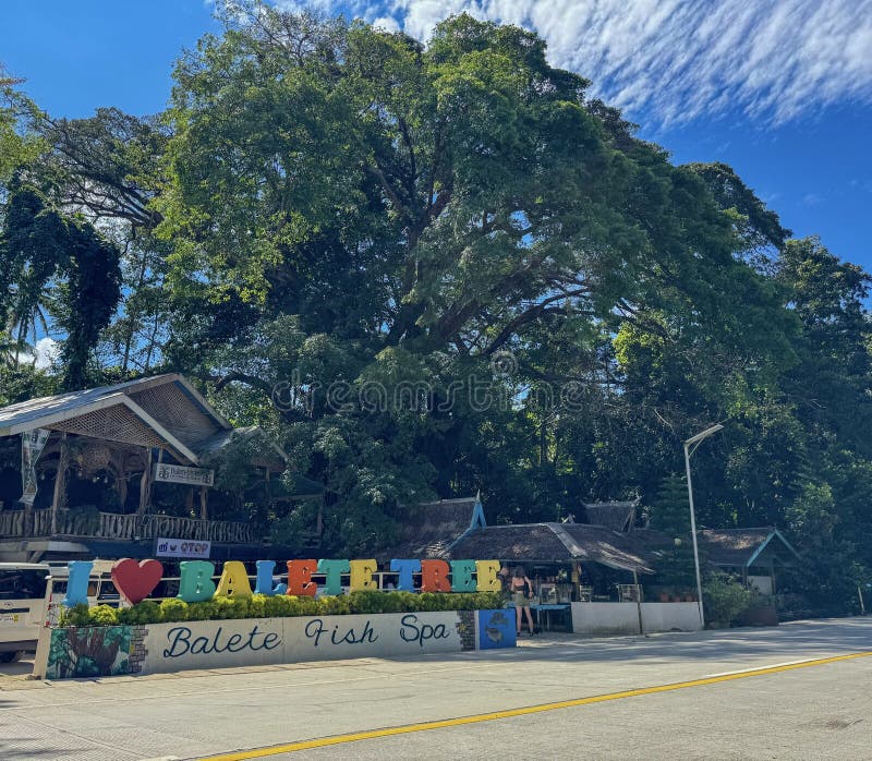 Ancient Balete Tree and Fish Spa Tourist Attraction in the Philippines ...