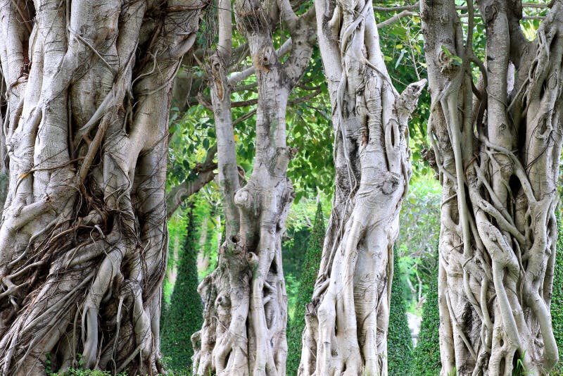 Ancient Banyan Tree in the Garden Background Stock Image - Image of ...