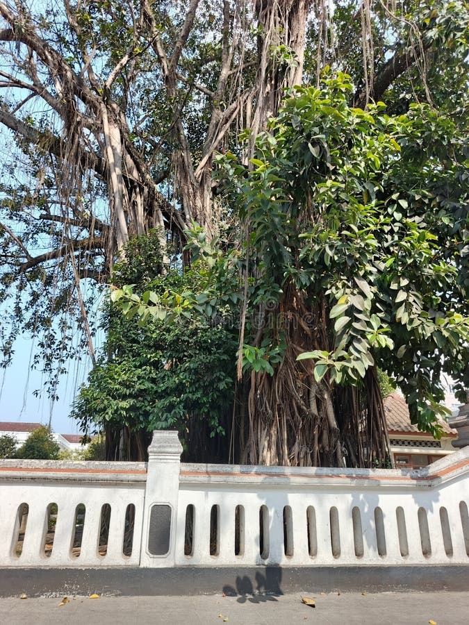 An Ancient Banyan Tree, Its Roots Spreading, Stands Majestically Behind ...