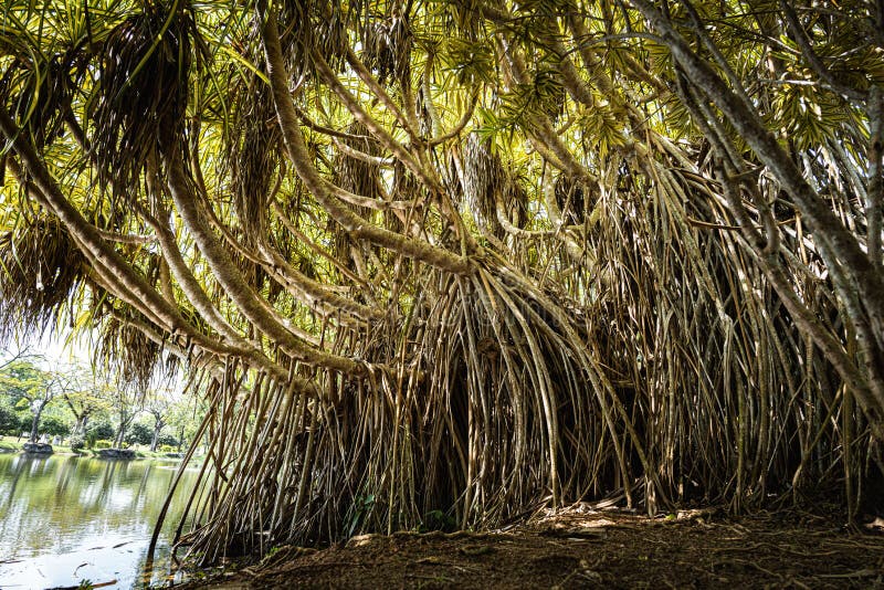 Ancient Banyan Tree with Long Roots that Start at the Top of the ...