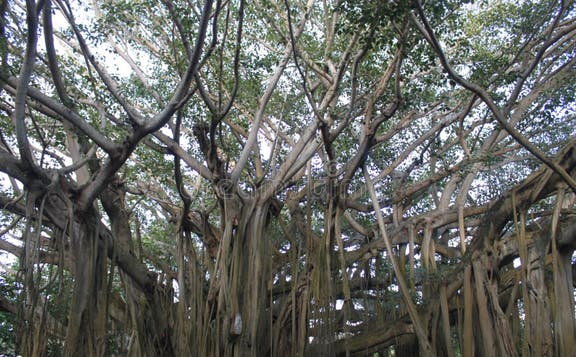 Banyon Tree Waikiki Stock Photos - Free & Royalty-Free Stock Photos ...