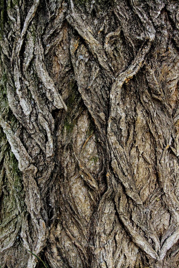 Ancient Bark Texture stock image. Image of lemon, artistic - 37907421