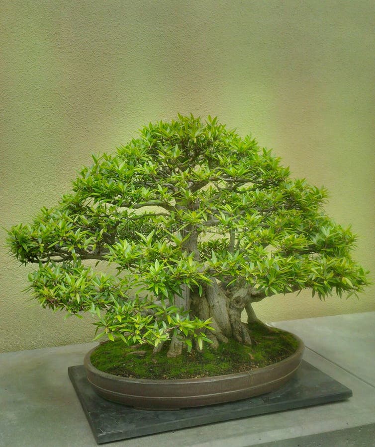 Ancient Bonsai Tree stock photo. Image of ancient, tree - 53967810