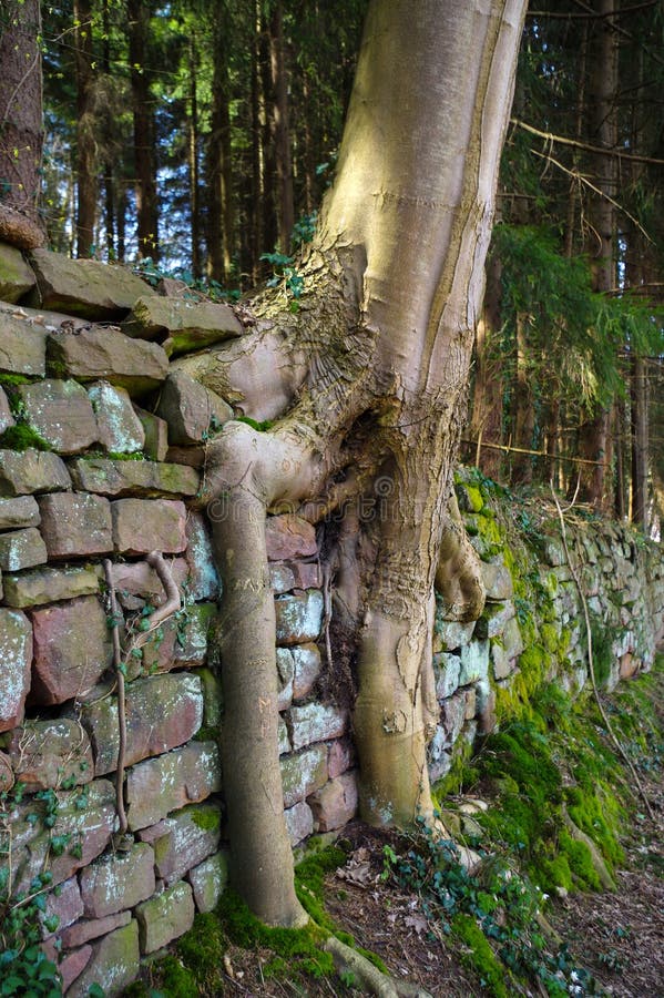 Ancient Brick Wall with Growing Down Root. Tree Roots on Aged Stone ...