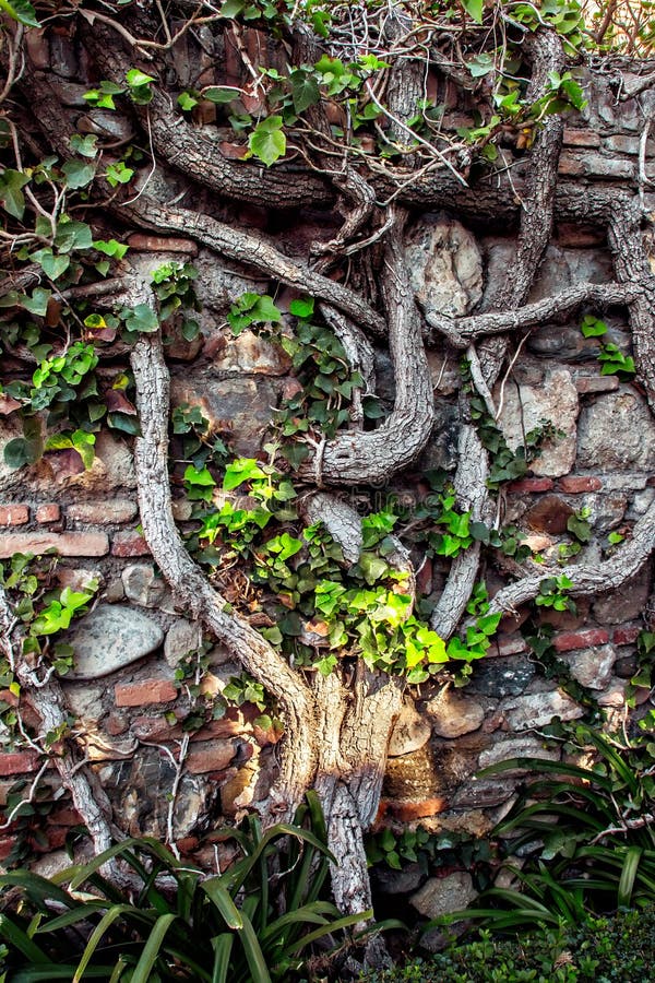 Ancient Brick Wall with Tree Roots Stock Photo - Image of block, ideas ...
