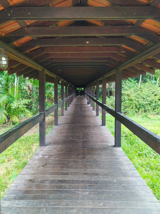 Ancient Bridge Inside the Amazon Jungle Stock Photo - Image of abstract ...