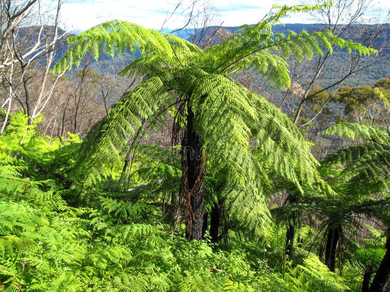 Ancient Bright Green Tree Fern Growing in Rainforest Stock Photo ...