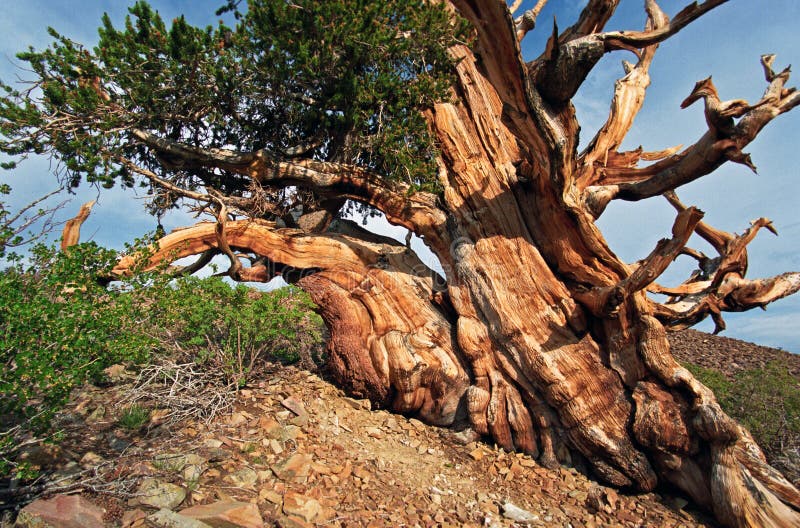 Ancient Bristlecone Pine Tree Stock Photo - Image of dating, wood: 8830972